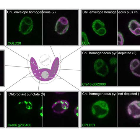 Chloroplast Proteins Show 13 Different Localization Patterns A Download Scientific Diagram