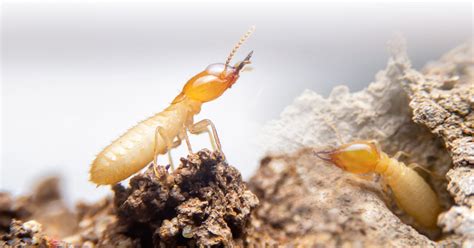 Termite Reproduction Eradco Agenda