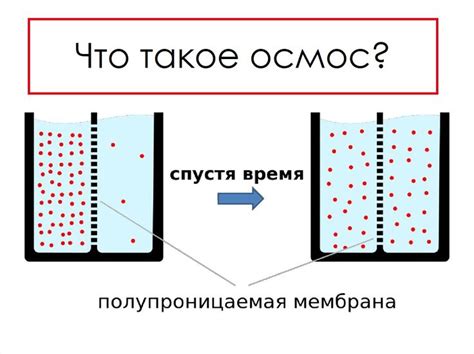 The Basics Of Osmosis Explained