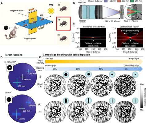 Researchers Develop System Cats Eye Inspired Vision For Autonomous Robotics Lifeboat News