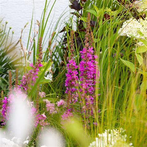 Lythrum Robert Slovensketrvalkysk