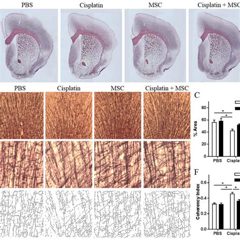 Effect Of Nasally Administered Msc On Cisplatin Induced Cognitive Download Scientific Diagram