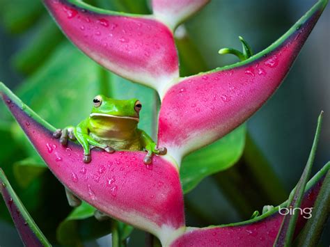 Frog Safflower 2013 Bing Widescreen Wallpaper Preview