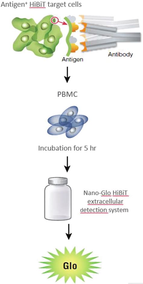Schematic Protocol Of Pbmc Adcc Bioassay Pbmc Peripheral Blood