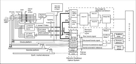 11 1 Top Level Schematic Of The Visual System In Chordata Note The Download Scientific