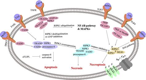 A Brief Pathway Of Necroptosis Download Scientific Diagram