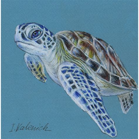 Color Of Turtle Drawing