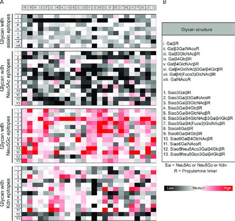 Antigenic Specificity Of The Human Anti Kdn Glycan Antibodies Heatmap Download Scientific