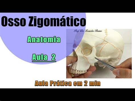 Osso Zigomatico Rotulado 298 Osso Zigomático High Res Illustrations