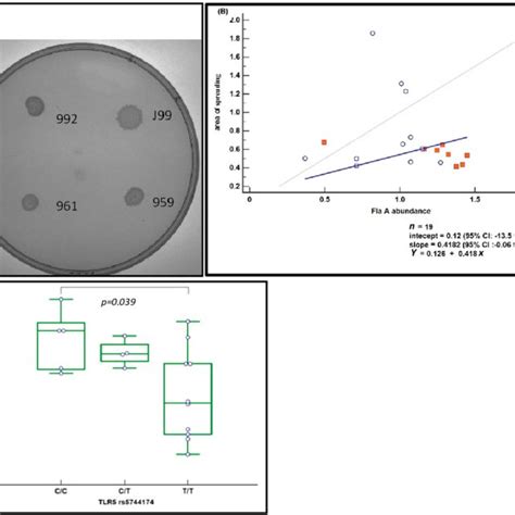 Motility Of H Pylori A Bacteria Were Plated In Soft Agar And