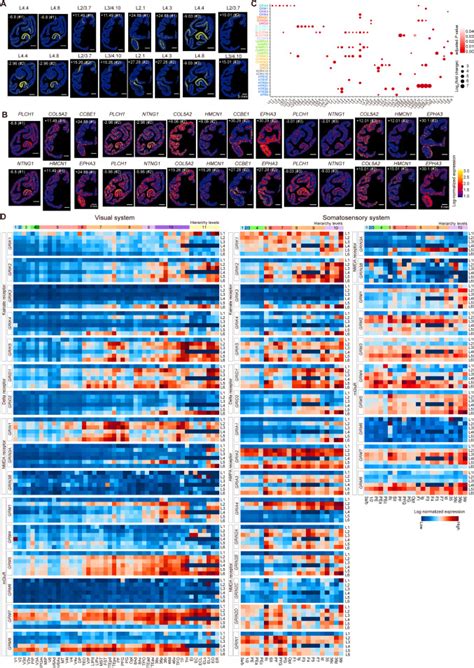 Single Cell Spatial Transcriptome Reveals Cell Type Organization In The