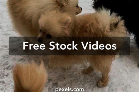 Pack Of Dogs Videos, Download The BEST Free 4k Stock Video Footage ...