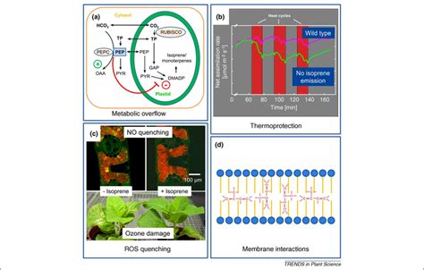 schematic overview of the proposed physiological functions of volatile