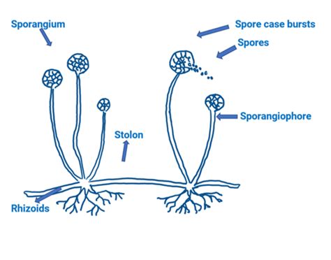 Igcse Biology Study Notesigcse Biology Revision Notes 2022 Syllabus Smart Edu Hub