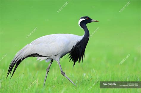 Side View Of Beautiful Crane Walking On Green Grass East Asia Park Stock Photo