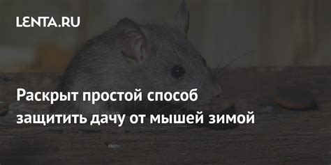 Раскрыт простой способ защитить дачу от мышей зимой: Дом: Среда ...