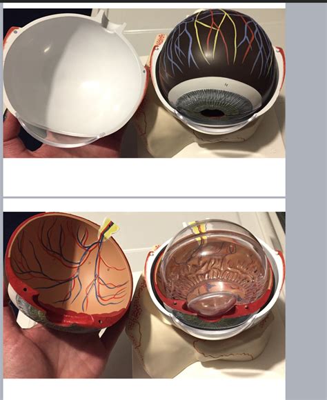 Class Eye 2 Diagram Quizlet