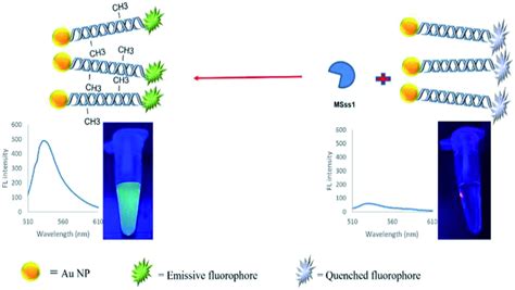 Schematic Representation Of A Fret Based Approach For The Detection Of Download Scientific