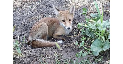 Лисица другарува със селяни