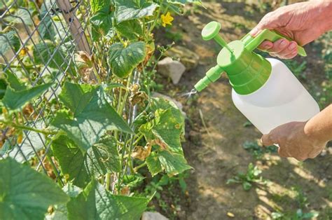 დიდი სახელმძღვანელო როგორ გამოიყენოთ სოდა მდოგვი და საფუარი ბოსტანში რჩევები ვივიენისგან