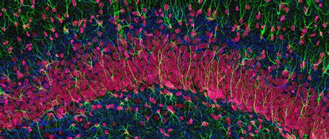 Missing Mutations Suggest A Reason For Sex Quanta Magazine