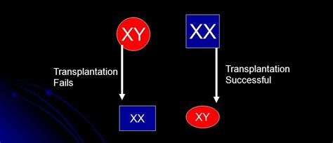 Sex Linked Graft Rejection Acrosspg