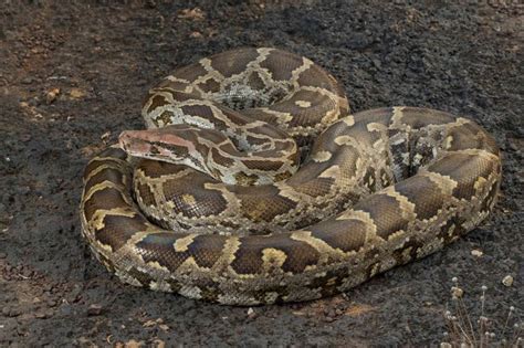 Indian Rock Python In Its Natural Habitat