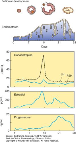 Ex1 Gonadal Pharmacology Flashcards Quizlet