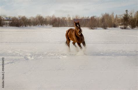 Красивый конь в движении. Stock Photo | Adobe Stock