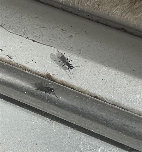 Small Crawling Winged Bug Rwhatisthisbug