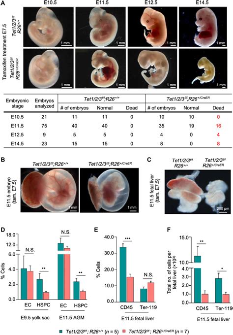 Loss Of Tet123 Early In Embryogenesis Leads To Aberrant Download