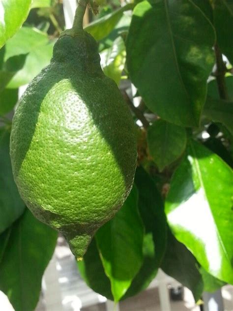 Citroner I Trädgården