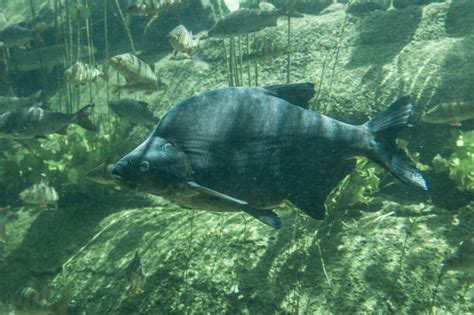 650 Cypriniformes Foto Foto Stok Potret And Gambar Bebas Royalti Istock