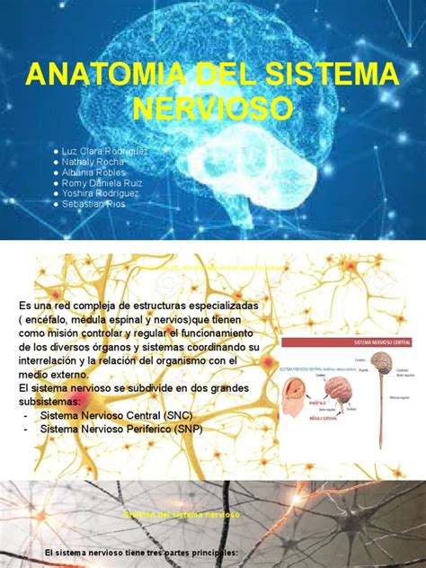 Diapositivas Exposición Pdf Sistema Nervioso Cerebro