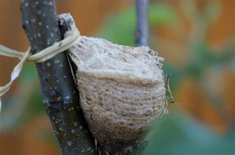 Mantis Cocoon Hatch Out Weekends In Dundee
