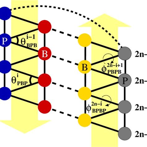 pdf twist writhe partitioning in a coarse grained dna minicircle model