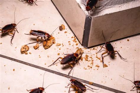 Do Cockroaches Bite Risks Symptoms And Care Bugwise