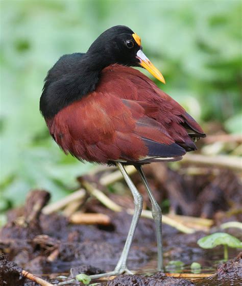 Northern Jacana Bird Species Profile Origin And Traits