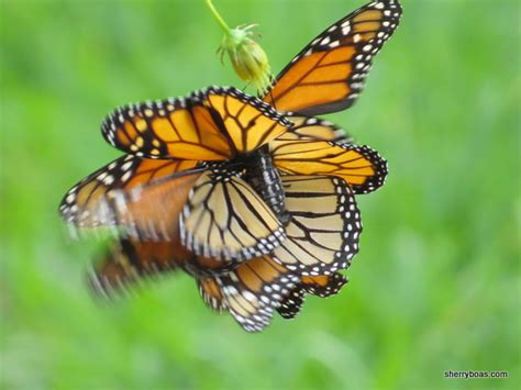 Simply Living Butterfly Sex