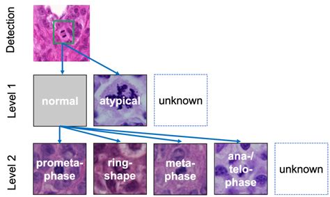 Detection Of Atypical Mitotic Figures Bvm2023 Talk