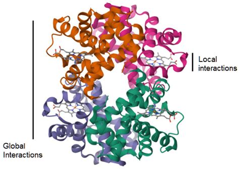 Ribbon Diagram Of The 3d Atomic Structure Of An Avian Hemoglobin