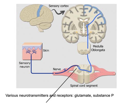 Neuro Patho I II Flashcards Quizlet
