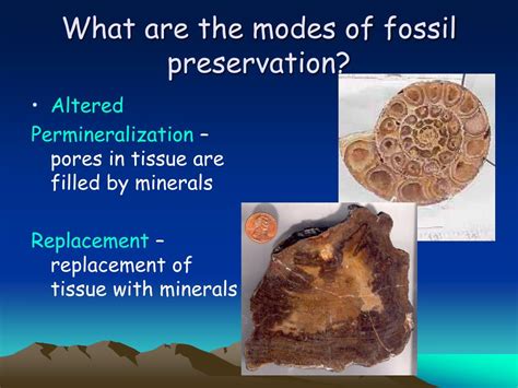 Ppt Fossils Powerpoint Presentation Free Download Id 164617