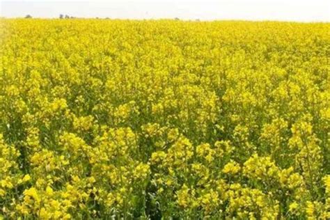 Colza Un Cultivo Donde La Argentina Tiene Mucho Por Crecer La Semana Entre Dos Ríos
