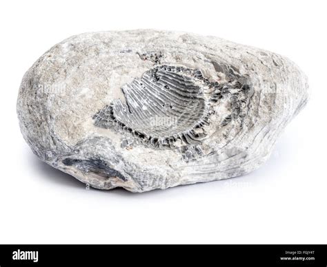 Trace Fossil Hi Res Stock Photography And Images Alamy