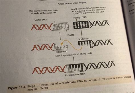 Action Of Restriction Enzymethe Enzyme Cuts Both Dna Strands At The Same