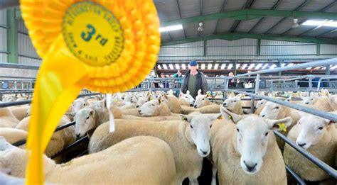 Sheep Index Score Not The Only Criteria Used To Select Replacements