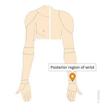 Posterior Region Of Wrist E Anatomy Imaios