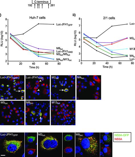 Trans Complementation Of Sgrs With Defective Ns4b In Cells Expressing A Download Scientific
