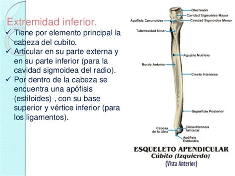 Miembro Superior Hueso Cubito